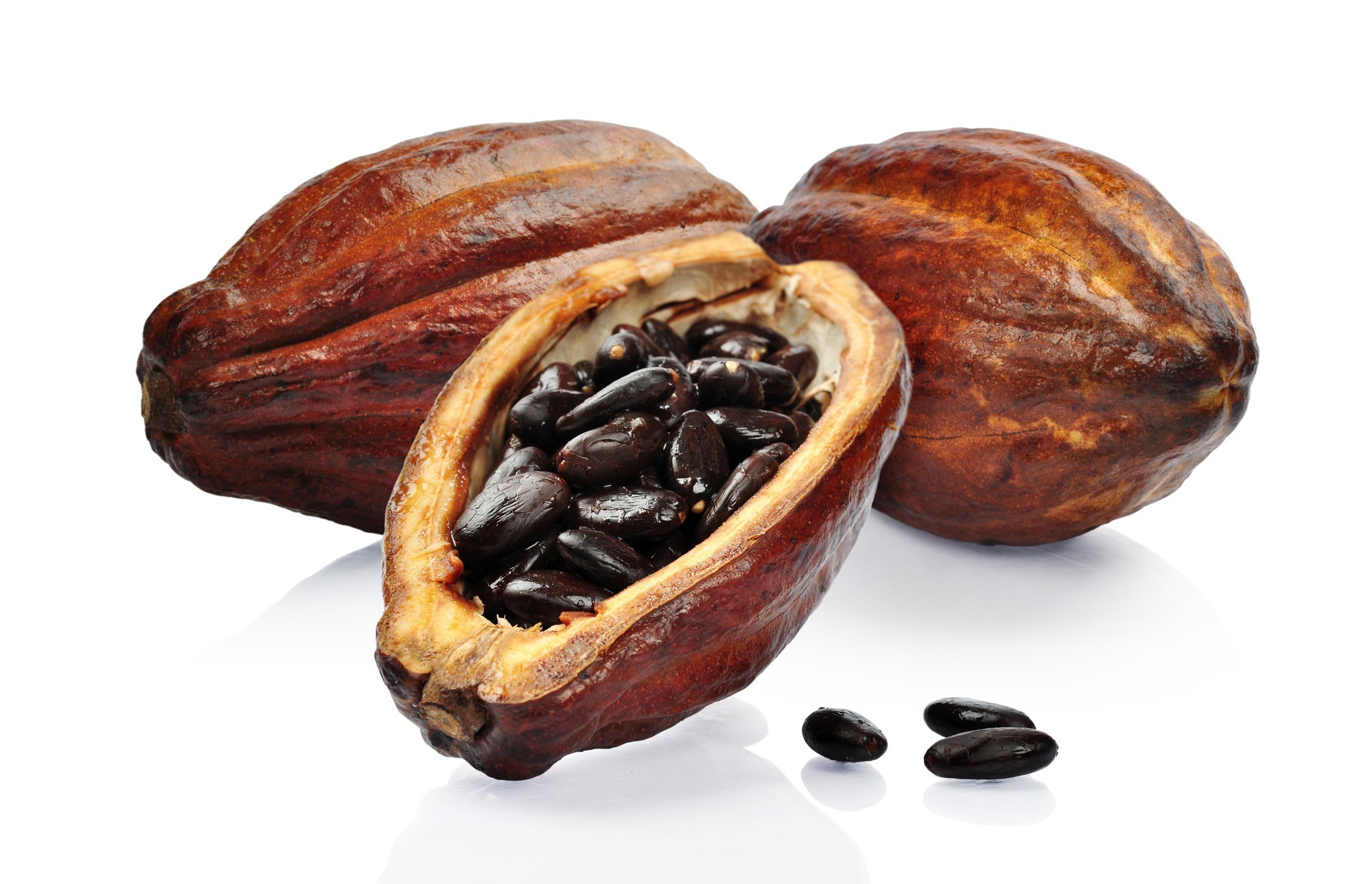 Cacao Tree Seeds (Theobroma cacao) 🌳🌼🌸🌿🌱🍉