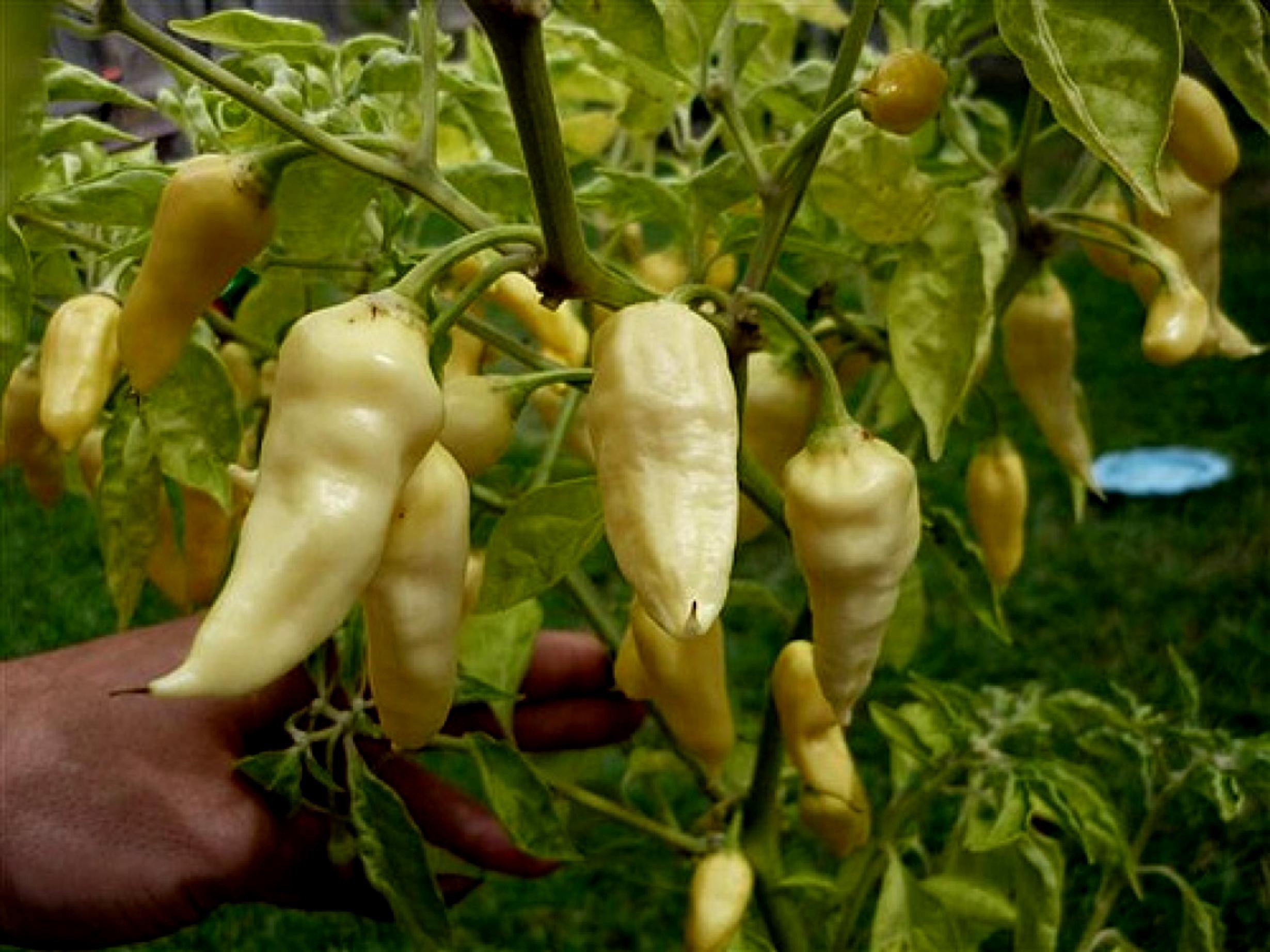 Chili Samen "FATALII White" 🌳🌼🌸🌿🌱🍉