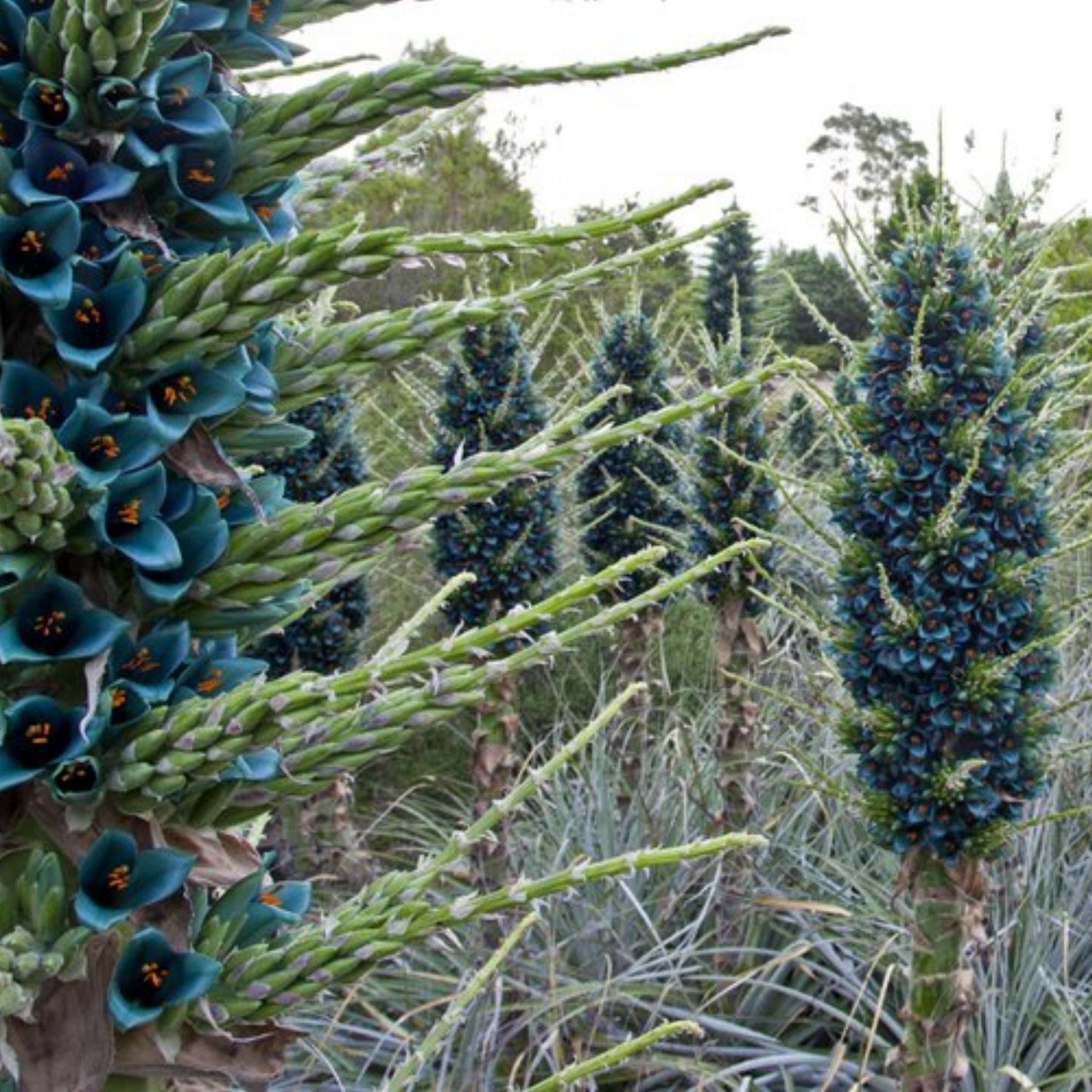 Semillas de Chagual (Puya berteroniana) | 3,65 € 🌳🌼🌸🌿🌱🍉