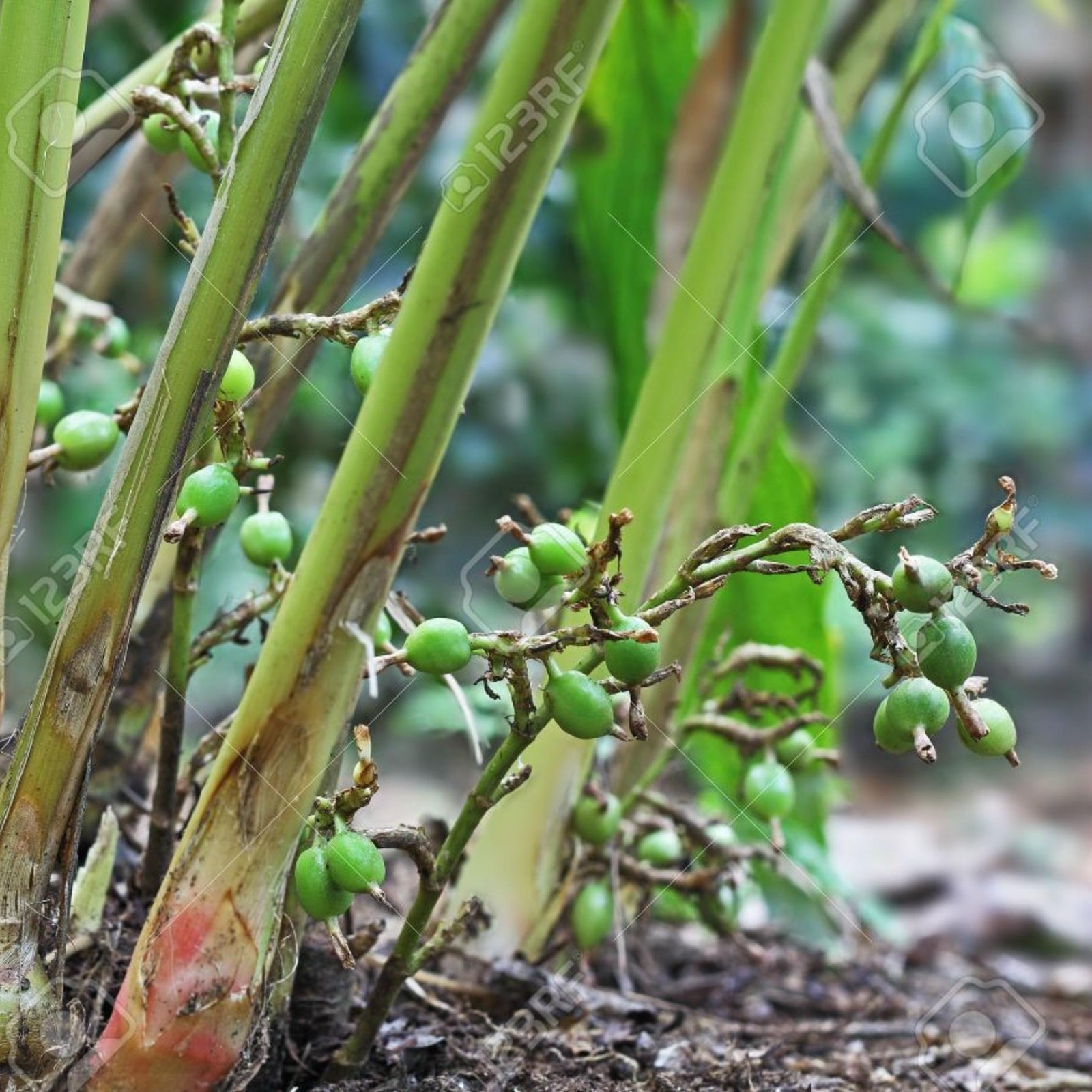 Semillas de Cardamomo verde (Elettaria cardamomum) | 1,55 € 🌳🌼🌸🌿🌱