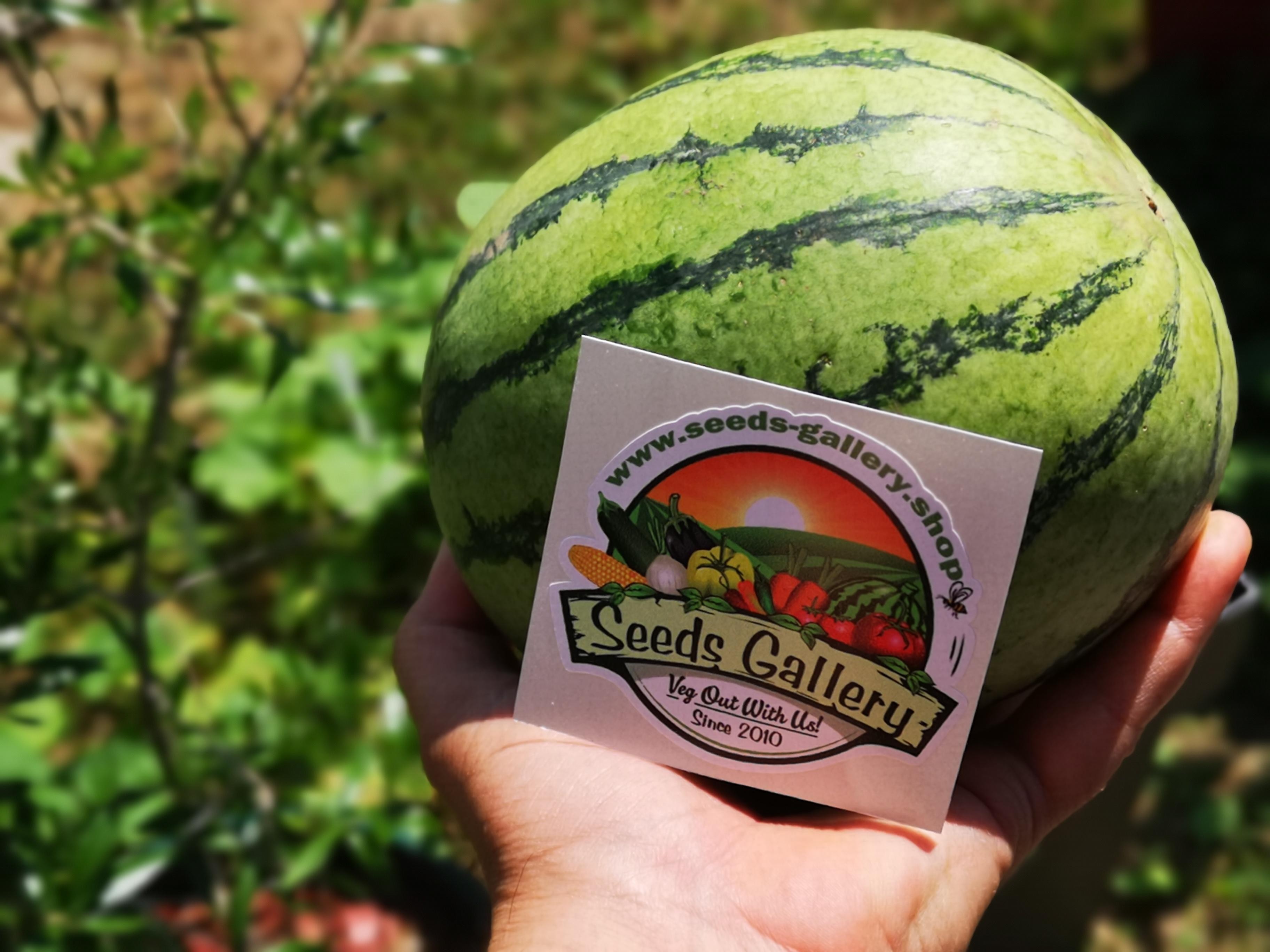 Mini Watermelon Sugar Baby Seeds 🌳🌼🌸🌿🌱🍉