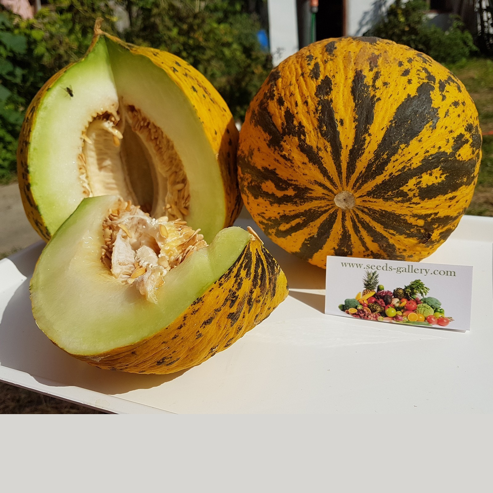 Golden Head or Thrace Melon Seeds – Best Greek Melon | €2.55 🌳🌼🌸🌿🌱🍉