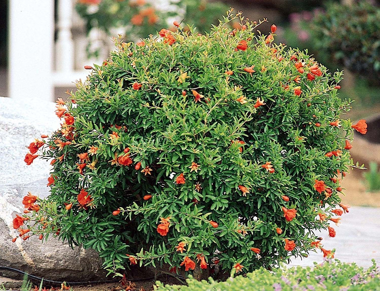 Patuljasti – Divlji Nar Seme (Punica granatum Nana) | 2,15 € 🌳🌼🌸🌿🌱