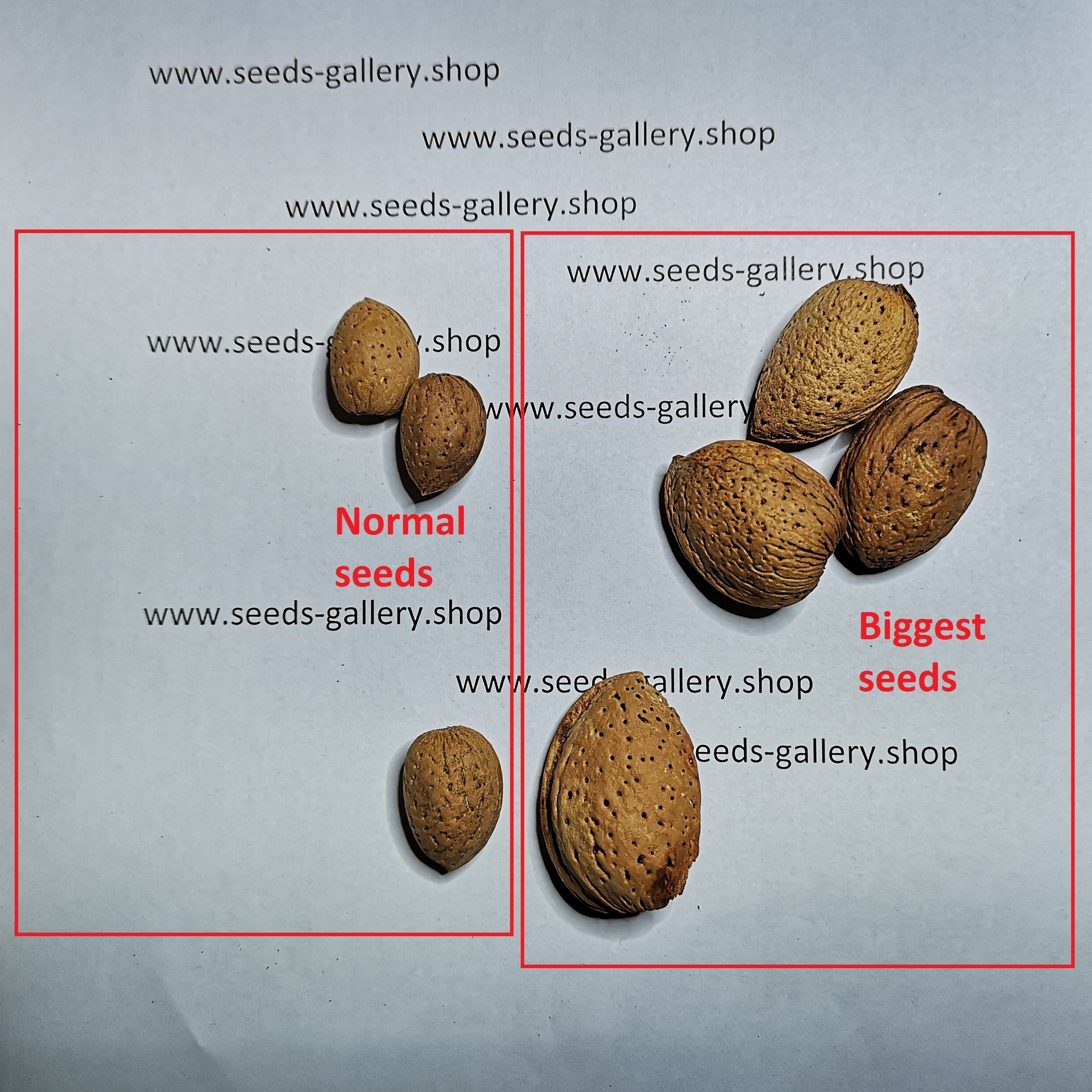 Sweet Almond Seeds (Prunus amygdalus) | €2.55 🌳🌼🌸🌿🌱🍉