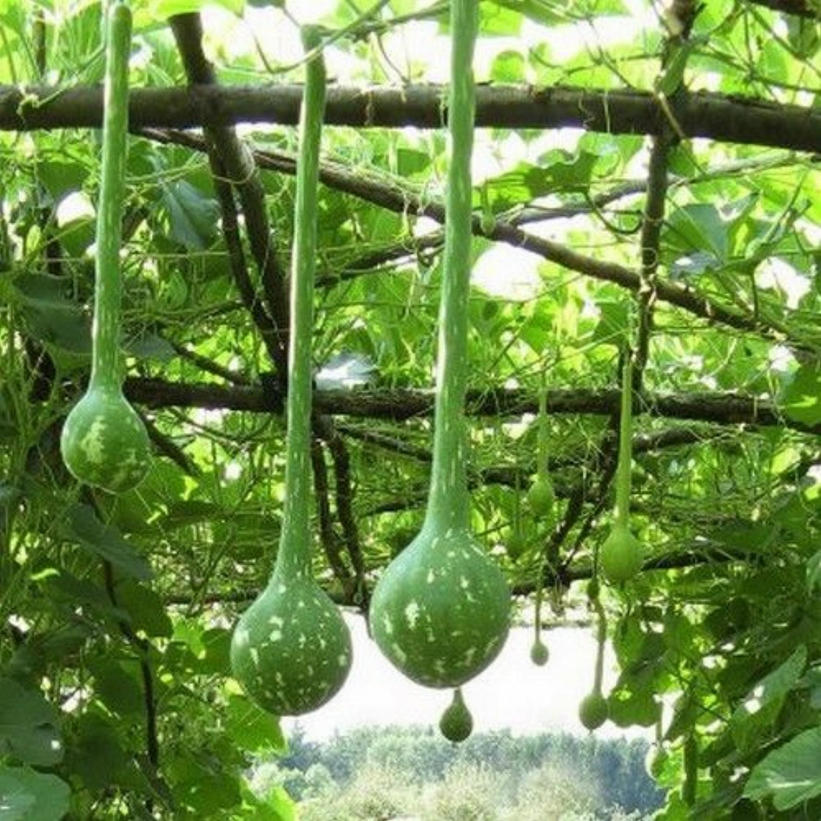 Sementes De Cabaças Porongos 🌳🌼🌸🌿🌱🍉
